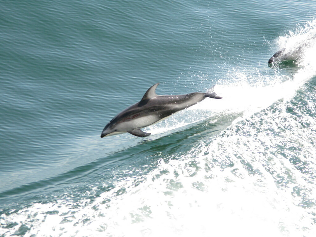 Pacific White-sided Dolphin from Ketchikan Gateway Borough, AK, USA on ...