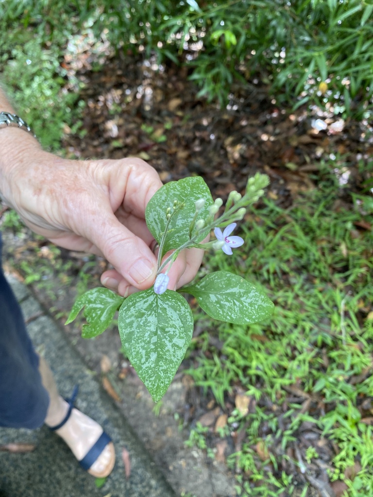Pastel Flower from Capalaba, QLD, AU on February 17, 2024 at 10:15 AM ...