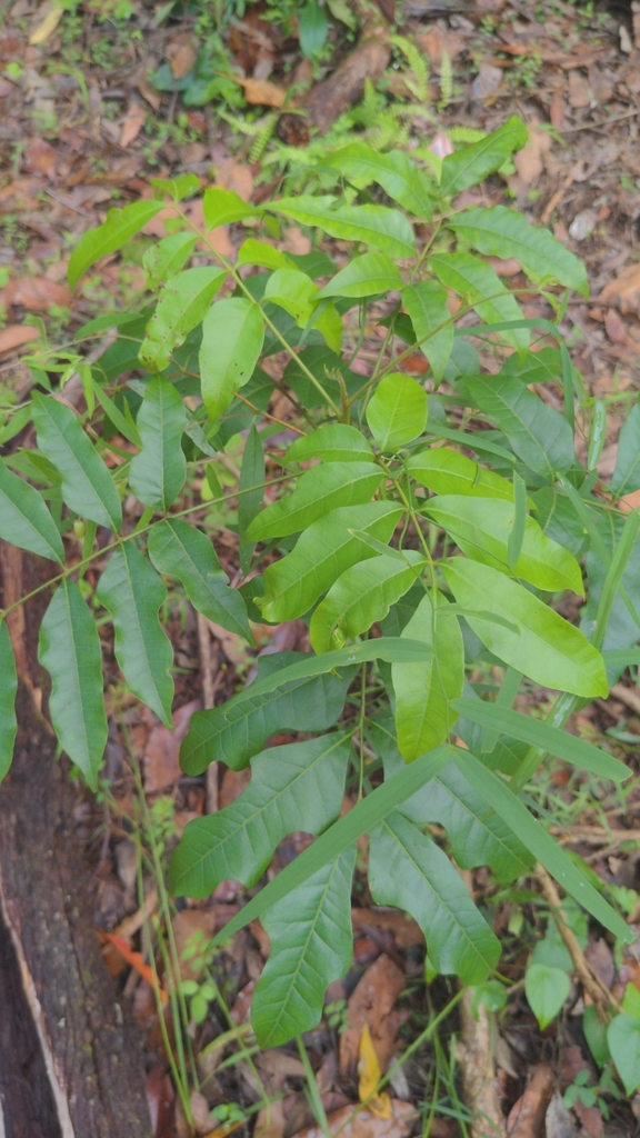 deep yellow wood from Redbank Creek QLD 4312, Australia on February 17 ...