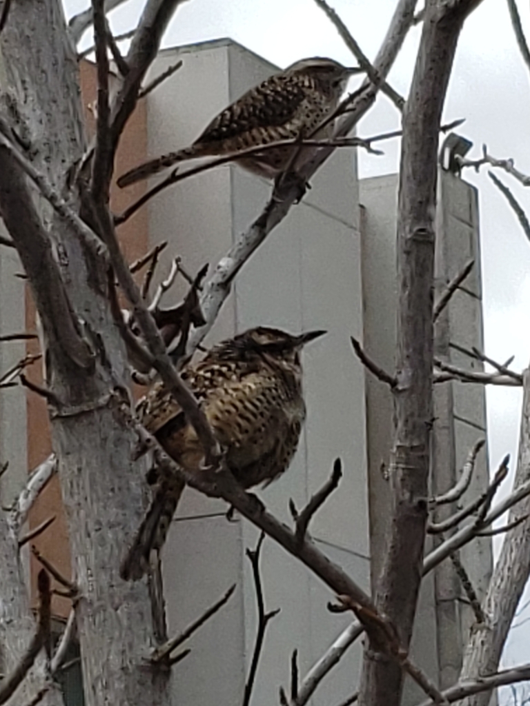 Spotted Wren from Sin Nombre, Emiliano Zapata, 58341 Morelos, Mich ...