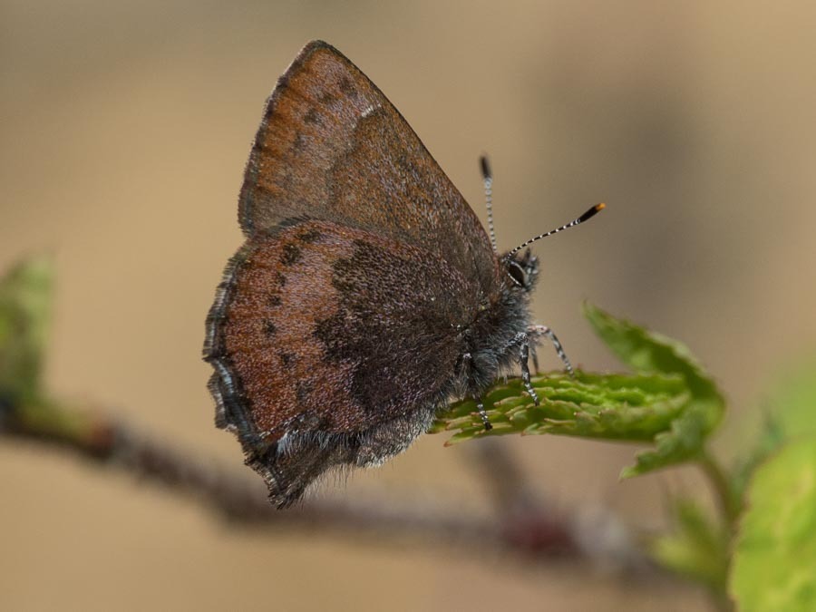 Brown Elfin from County of Barrhead No. 11, AB, Canada on May 26, 2019 ...