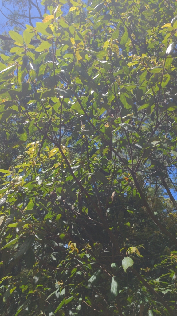 Kamala from Redbank Creek QLD 4312, Australia on February 17, 2024 at ...