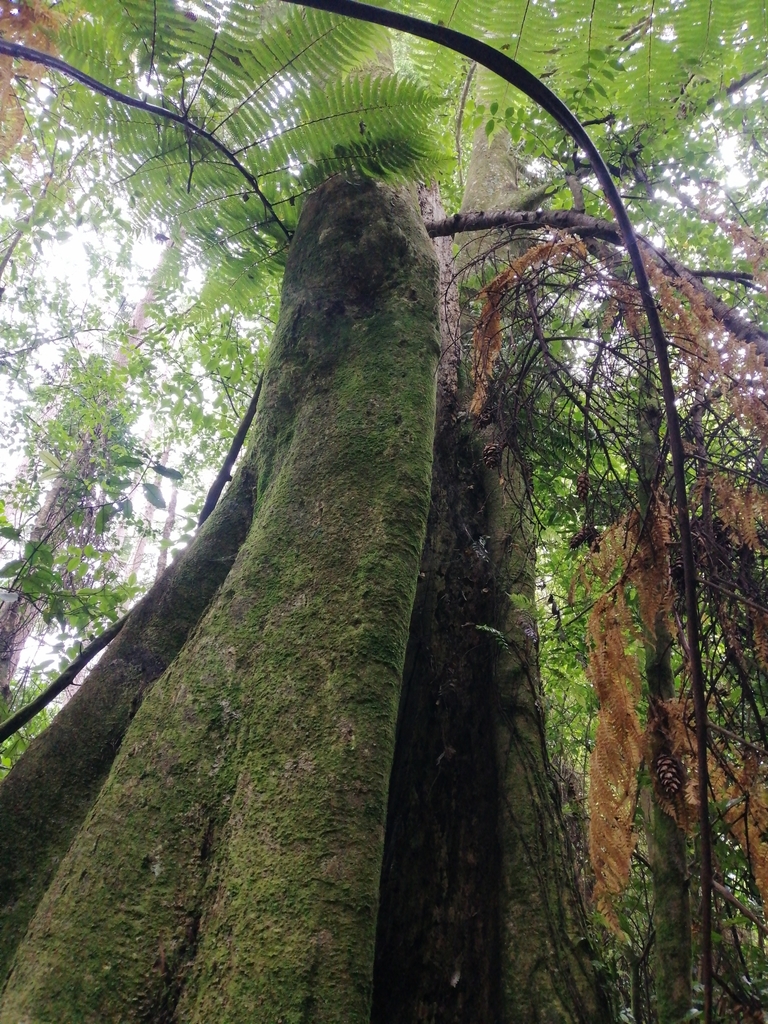 Pukatea from Paraparaumu, New Zealand on February 17, 2024 at 01:46 PM ...