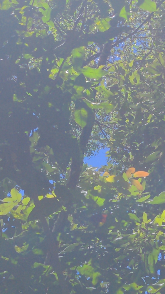 plants from Redbank Creek QLD 4312, Australia on February 17, 2024 at ...
