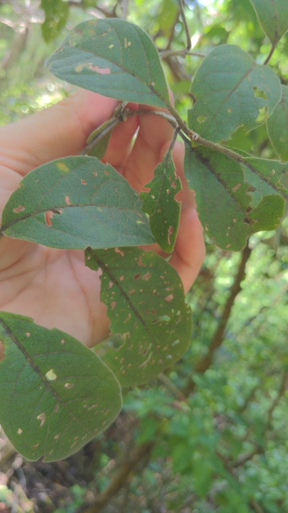 Downy Chance from Esk, AU-QL, AU on February 17, 2024 at 10:49 AM by ...