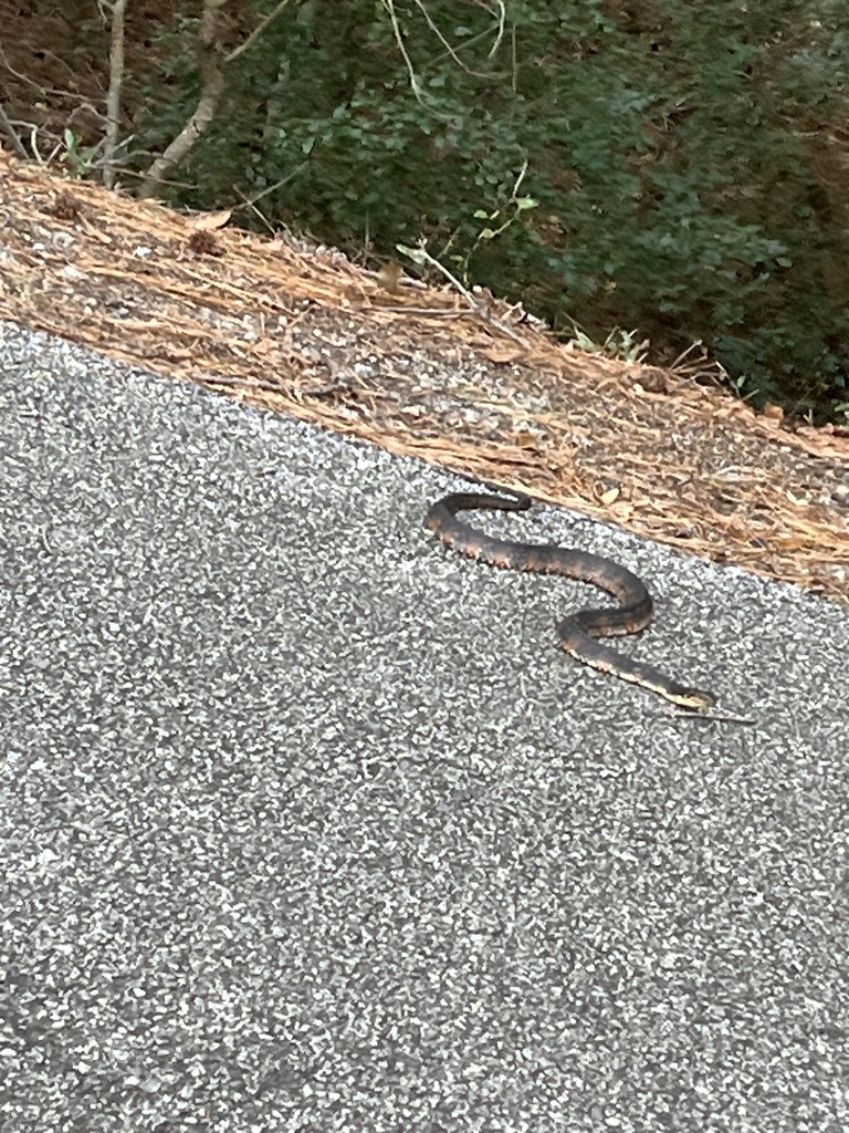 Banded Watersnake from Windsor Forest, Savannah, GA, US on February 16 ...