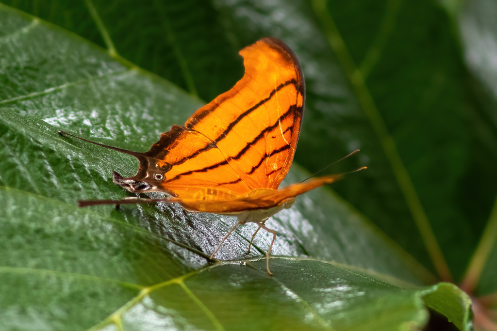 Ruddy Daggerwing in January 2024 by jcsullivan · iNaturalist
