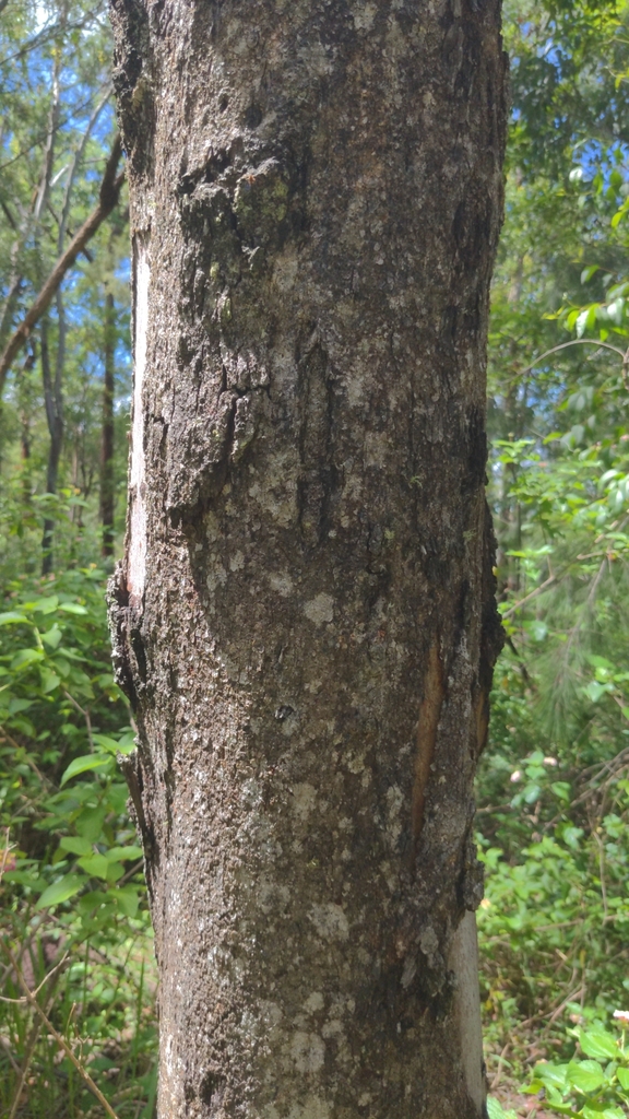 plants from Redbank Creek QLD 4312, Australia on February 17, 2024 at ...