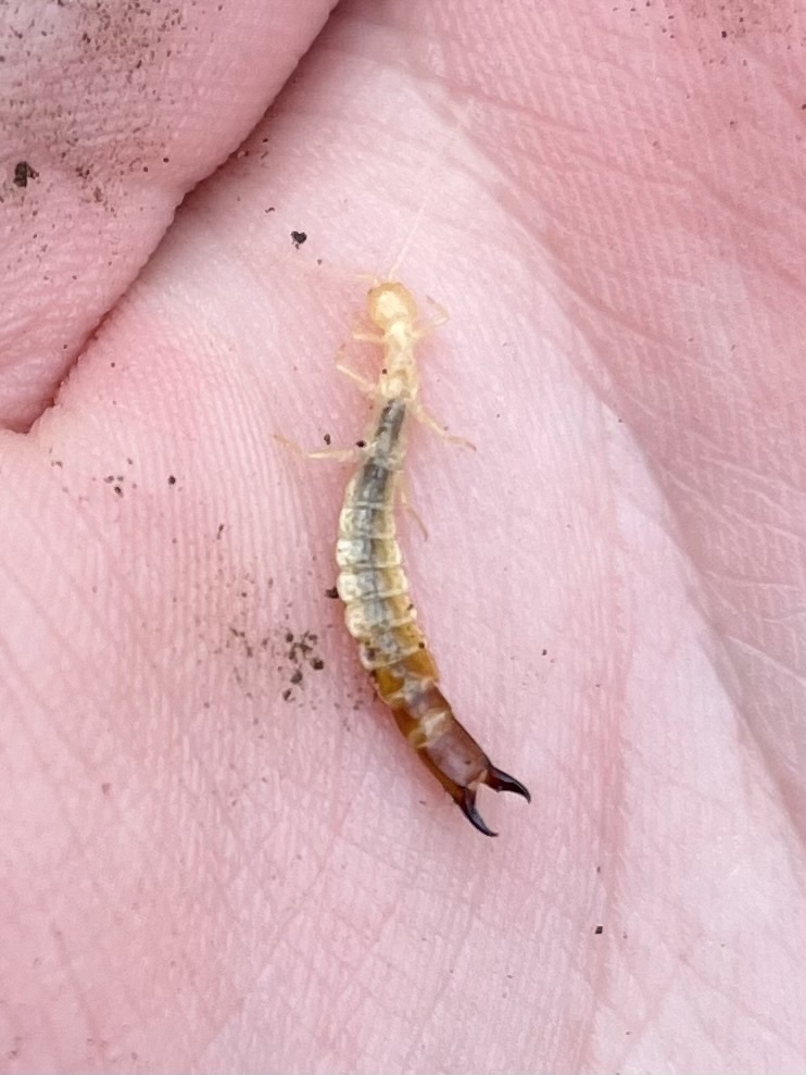 Japygidae in February 2024 by Max Ramey · iNaturalist