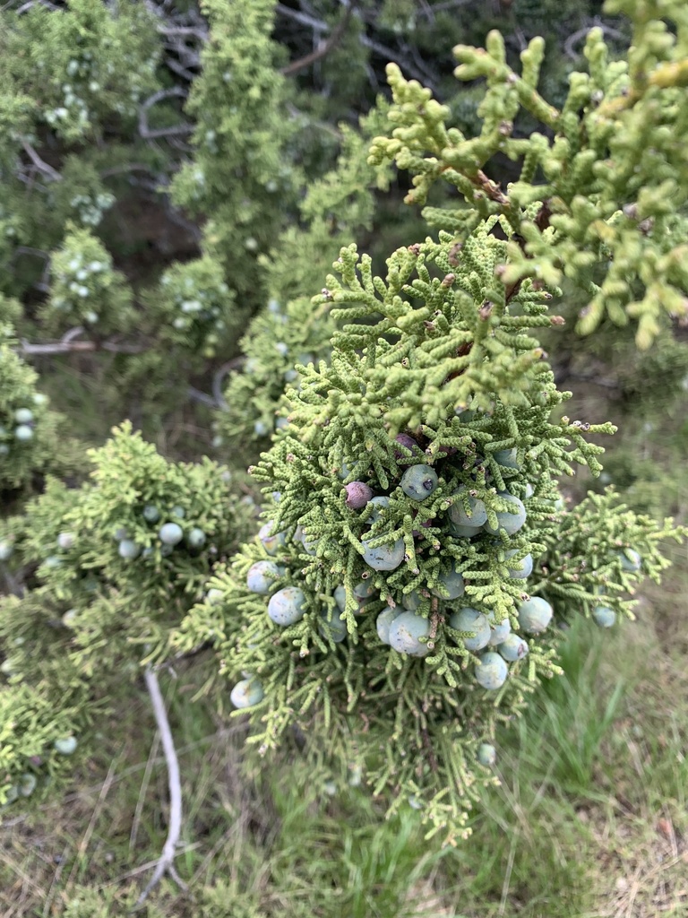California juniper from Mount Diablo State Park, Clayton, CA, US on ...