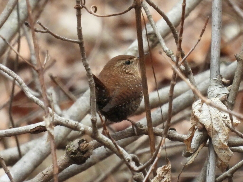 Winter Wren from Fort Harrison State Park, 6000 N Post Rd, Indianapolis ...