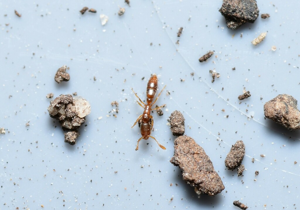 Typical Ponerine Ants in February 2024 by widebrownland · iNaturalist