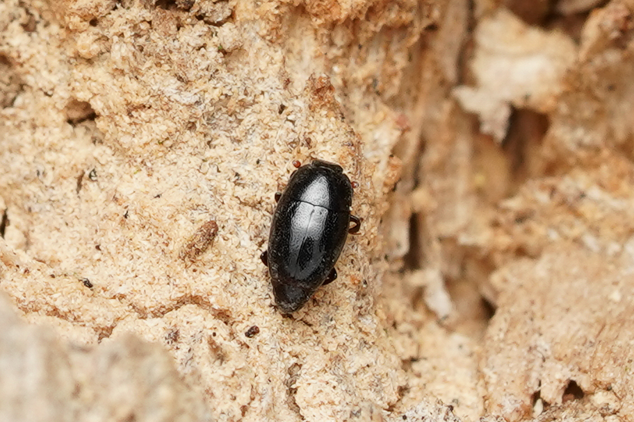 Paromalus flavicornis from 38 Braunschweig-Wabe-Schunter-Beberbach ...
