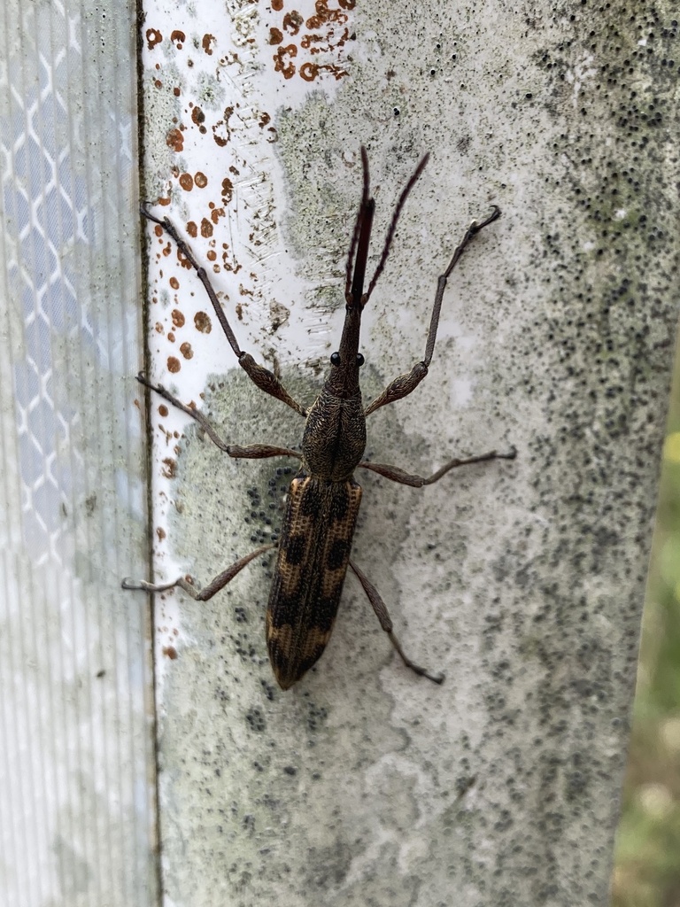 New Zealand Giraffe Weevil from Te Ika-a-Māui/North Island, Ōtaki ...