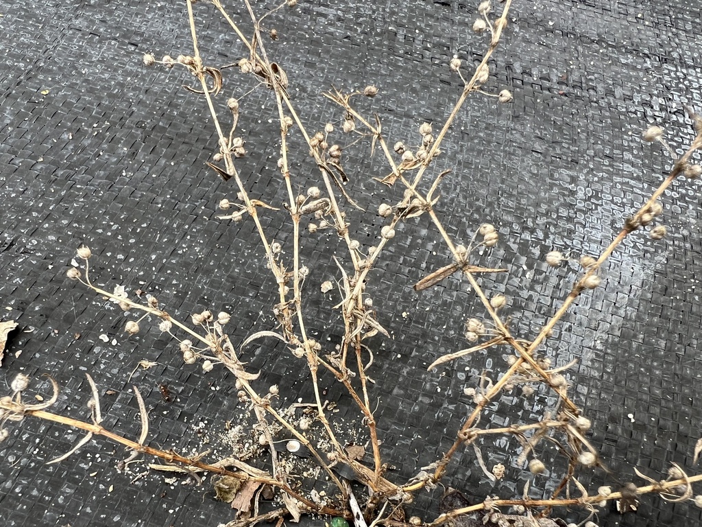 Old World Diamond Flower from SW Highway 200, Ocala, FL, US on December ...