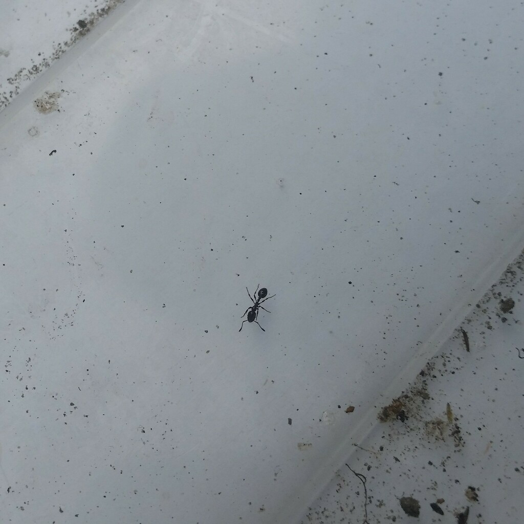 Copper-bellied Ant from Site A 1 on December 22, 2023 by Rowan ...