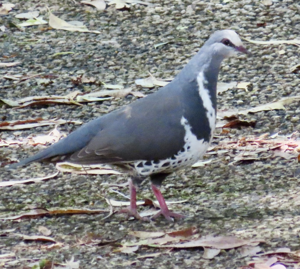 Wonga Pigeon from Woolgoolga, NSW, AU on February 17, 2024 at 11:16 AM ...