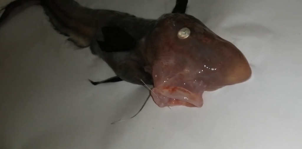 Ateleopus from 普陀区沈家门 on January 27, 2021 at 10:15 AM by 李博恒 · iNaturalist