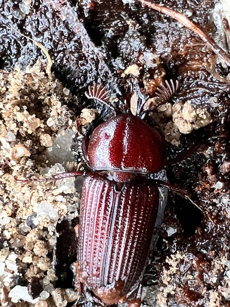Syndesus cornutus from Blue Mountains National Park, Blue Mountains ...