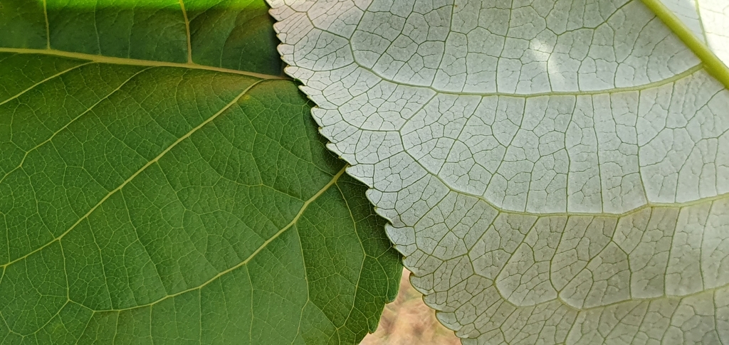 Yunnan Poplar from Richmond, New Zealand on February 17, 2024 at 10:41 ...