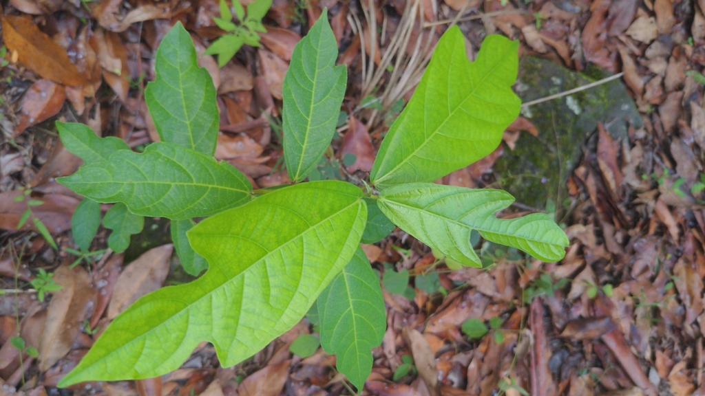 Figs from Esk, AU-QL, AU on February 17, 2024 at 11:36 AM by Neil Huth ...