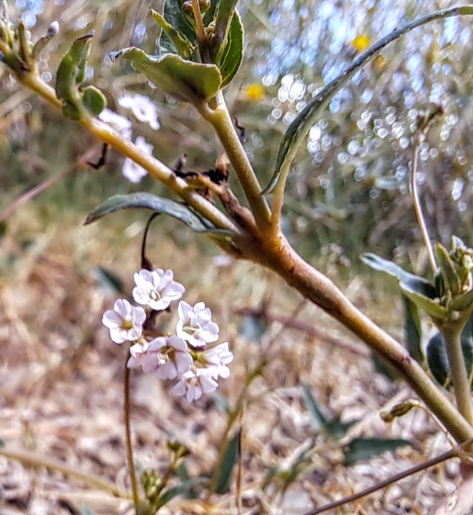 Spiderlings from Woodstock NSW 2360, Australia on February 17, 2024 at ...