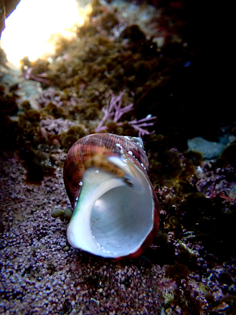 Military Turban from Bateau Bay Beach, NSW, Australia on February 17 ...