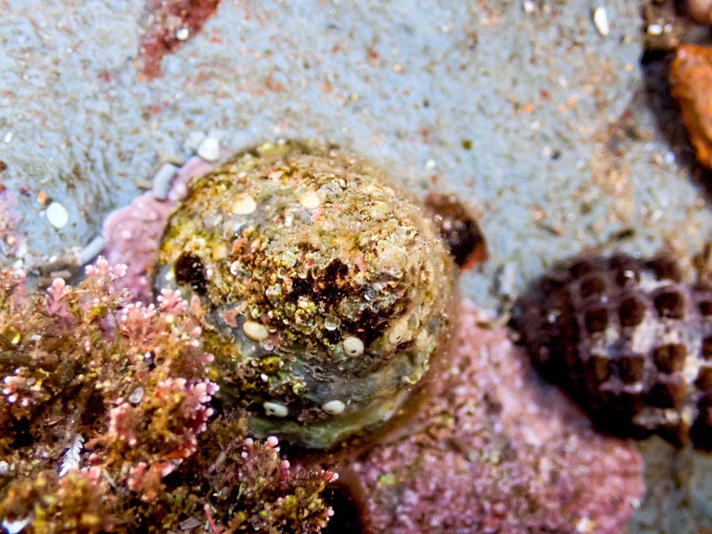 Common Tent Shell from Bateau Bay Beach, NSW, Australia on February 17 ...