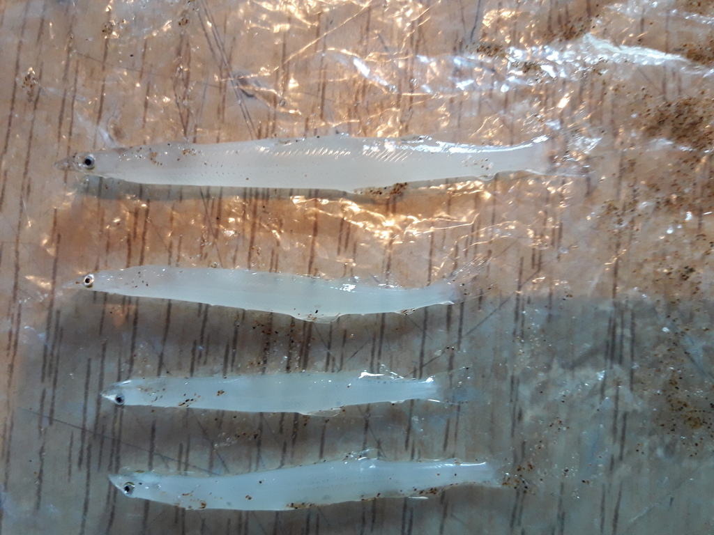 Icefishes (Salangidae) - Marine Life Identification