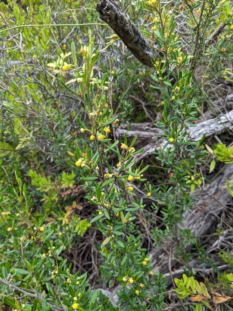 pale turpentine bush from Koonya Grassy Bowl on December 12, 2023 at 08 ...