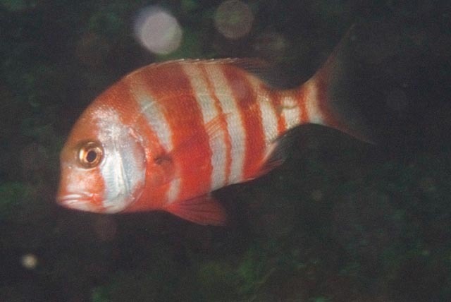 Red Stumpnose (Chrysoblephus gibbiceps) - Marine Life Identification
