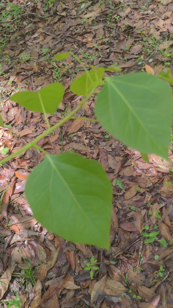 flowering plants from Esk, AU-QL, AU on February 17, 2024 at 11:58 AM ...