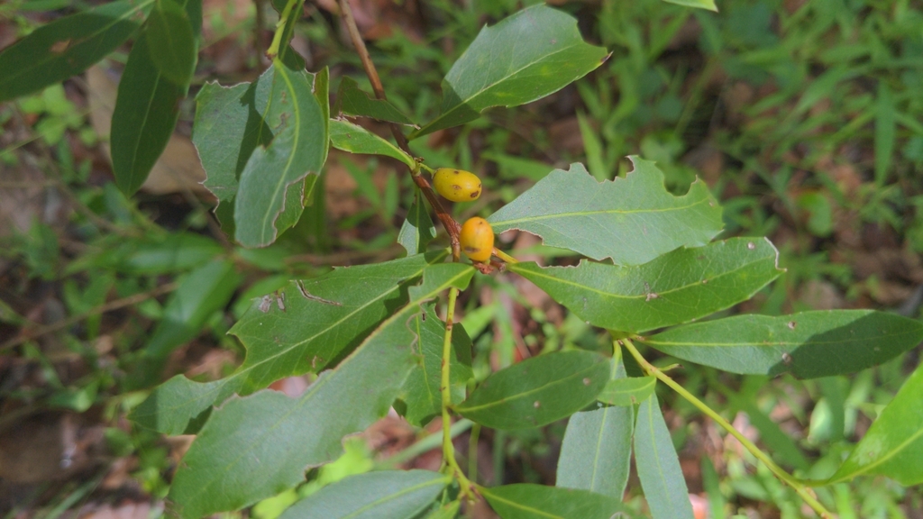 orange boxwood from Esk, AU-QL, AU on February 17, 2024 at 12:10 PM by ...