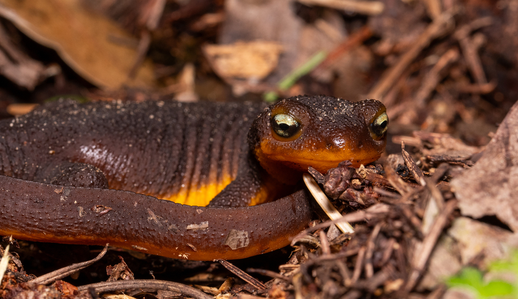California Newt in February 2024 by Oonagh · iNaturalist