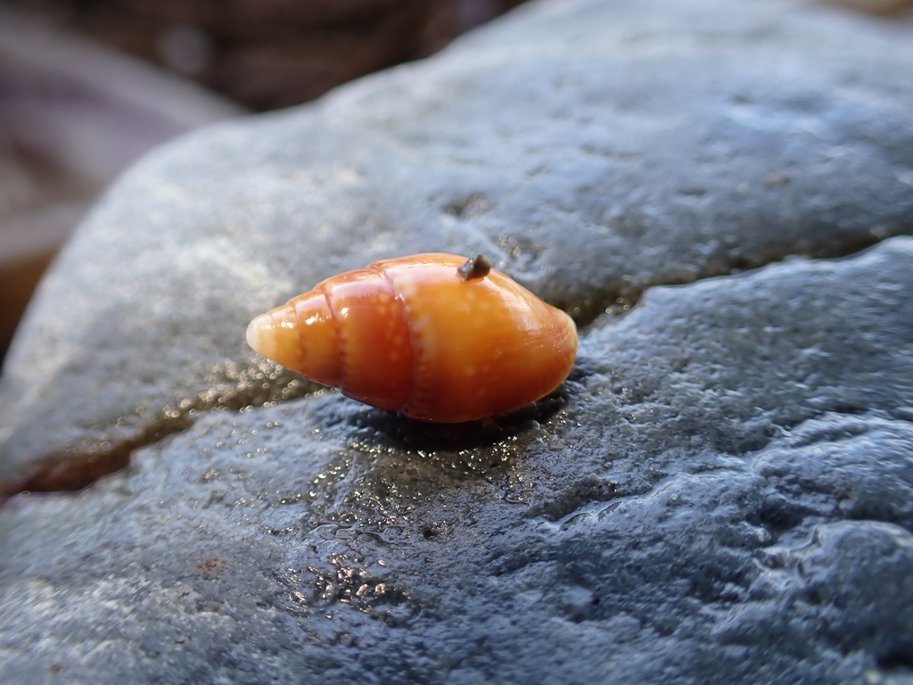 Tortoise Dove Shell from Serenity Bay, Emerald Beach, NSW on February ...