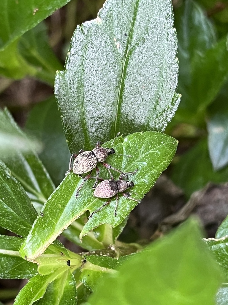 Metapocyrtus yonagunianus in February 2024 by Nakatada Wachi · iNaturalist