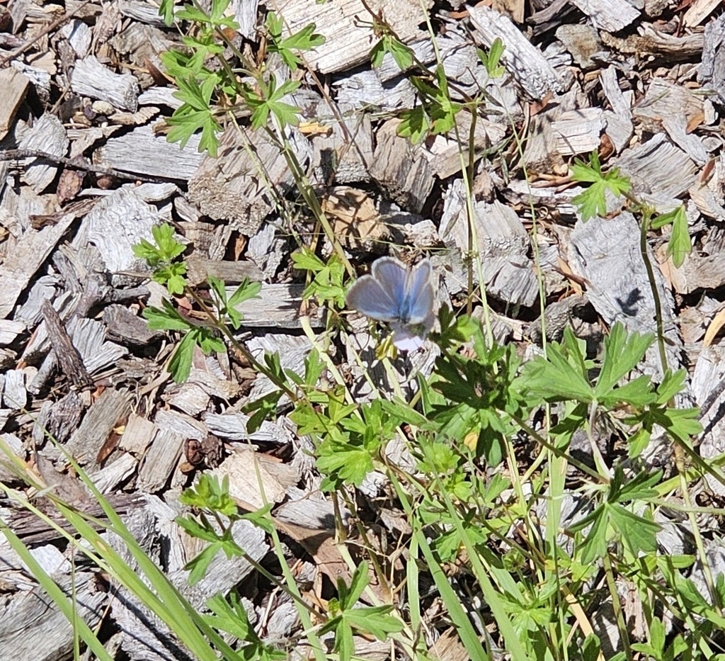 Lesser Grass Blue from Lithgow, AU-NS, AU on February 17, 2024 at 01:17 ...