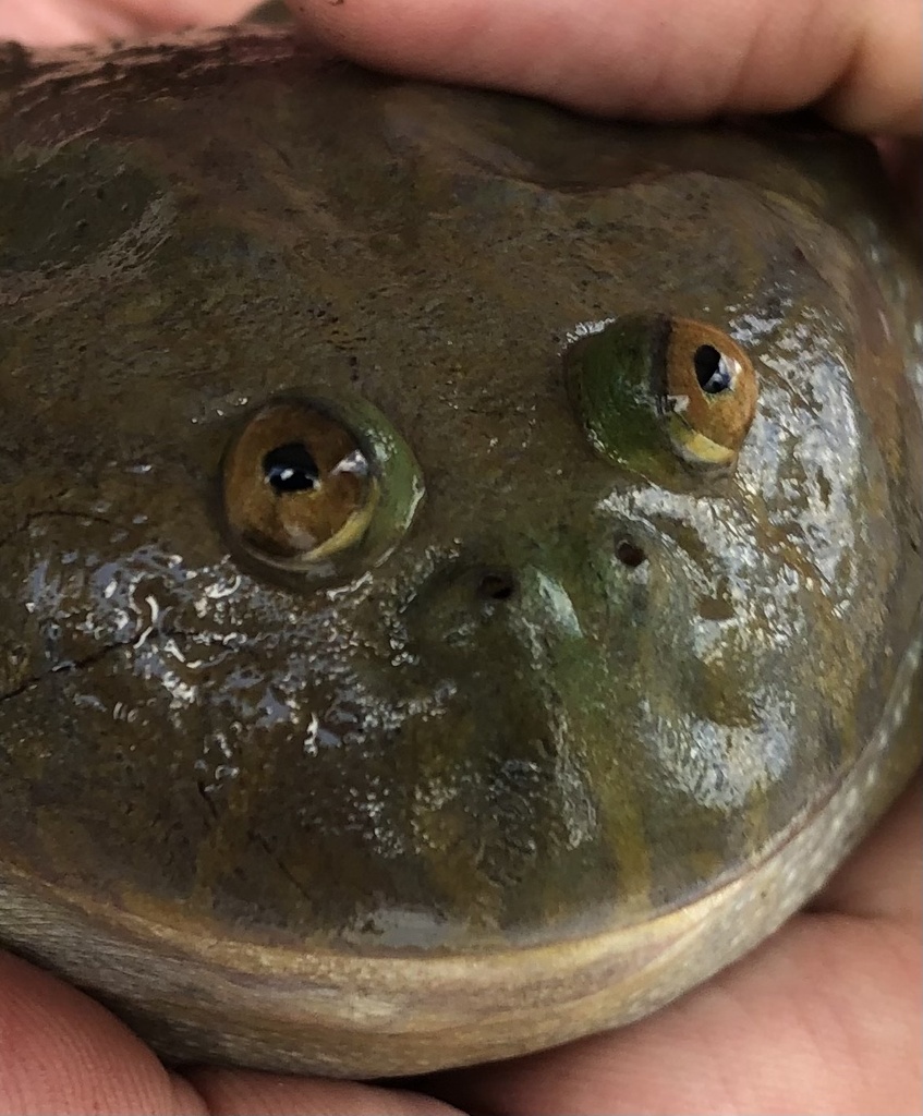 Budgett's Frog in January 2024 by lkjohnson1 · iNaturalist