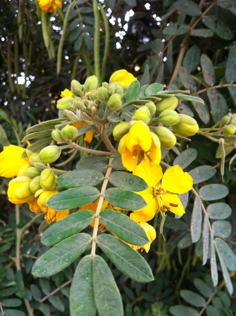 Buttercup Bush from La Candelaria Tlapala, Méx., México on April 6 ...