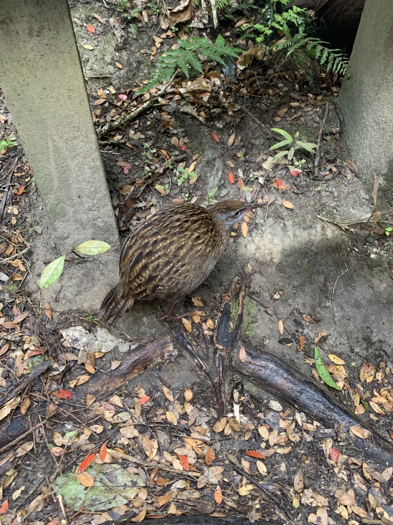 Kapiti Island Hybrid Weka in February 2024 by Michael M · iNaturalist