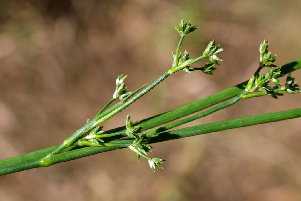 Juncus holoschoenus from Kanyapella VIC 3564, Australia on February 15 ...