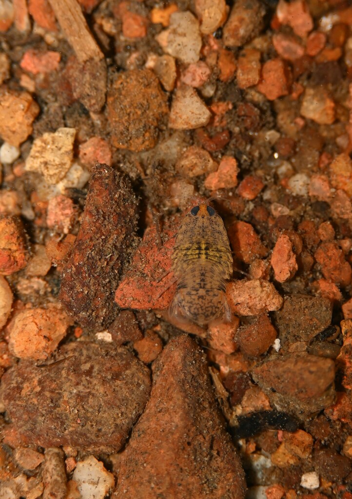 Alitropus typus from Central Water Catchment, Singapore on February 10 ...