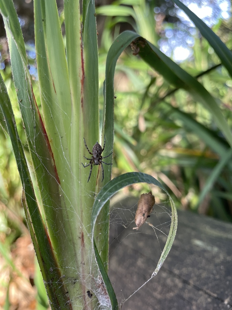 Grey House Spider in February 2024 by Pintsen JIN · iNaturalist