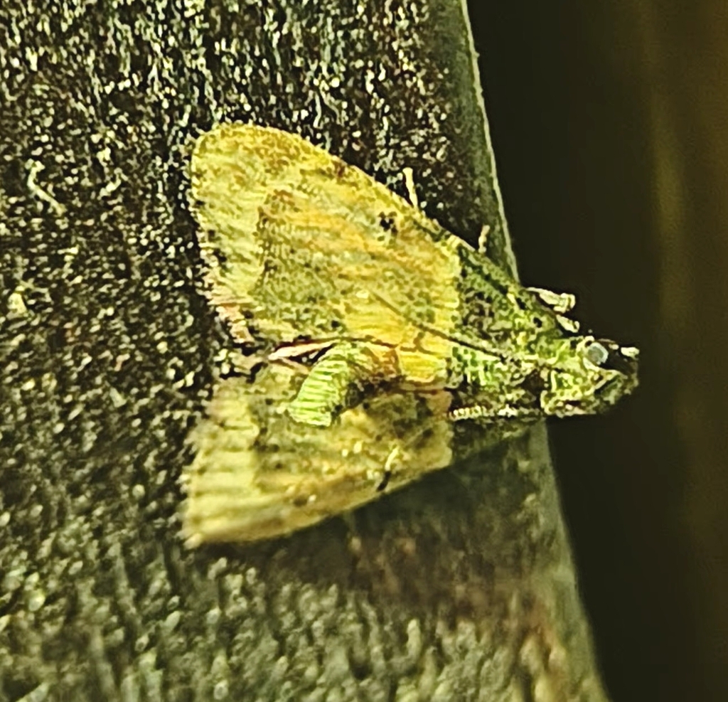 Pyralid Snout Moths from Assam 788727, India on February 13, 2024 at 09 ...