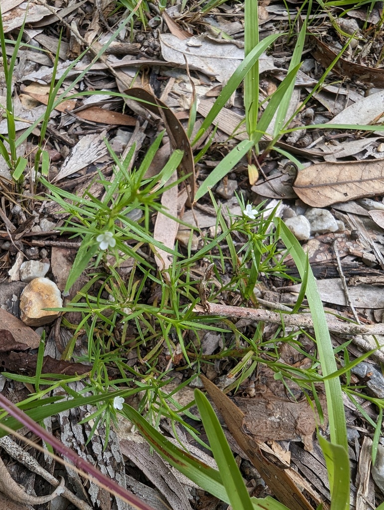 Rust Weed from Coombabah, Queensland, Australia on February 17, 2024 at ...