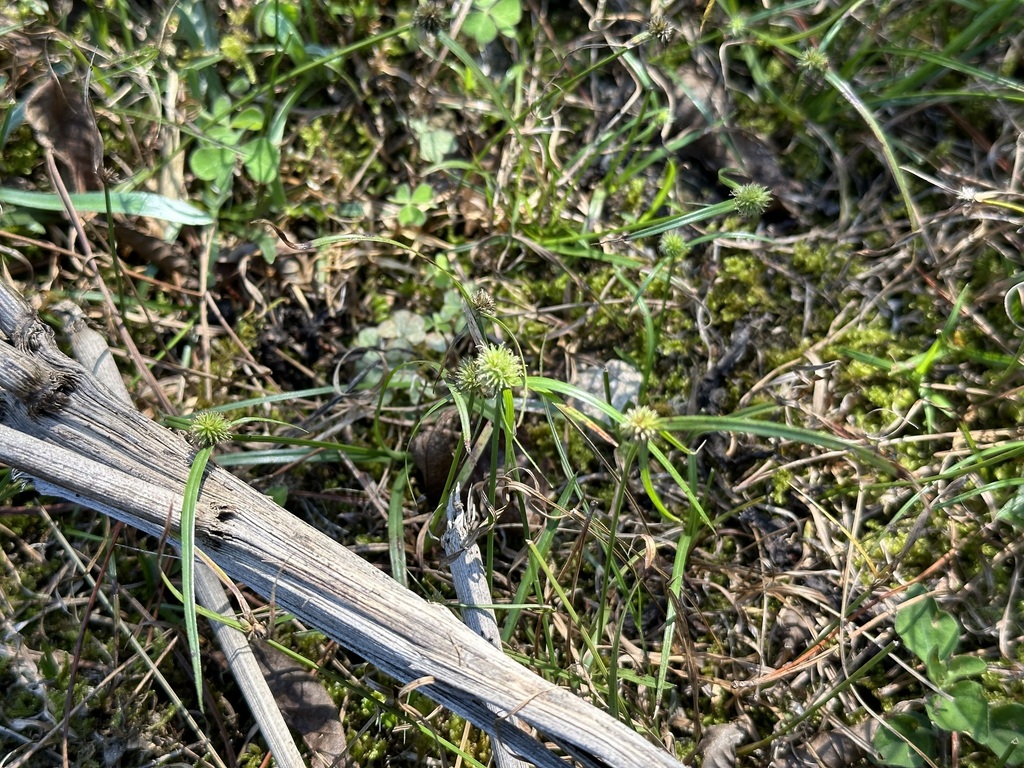 Asiatic Greenhead Sedge from 日本、〒705-0036 岡山県備前市閑谷 on October 2, 2023 ...