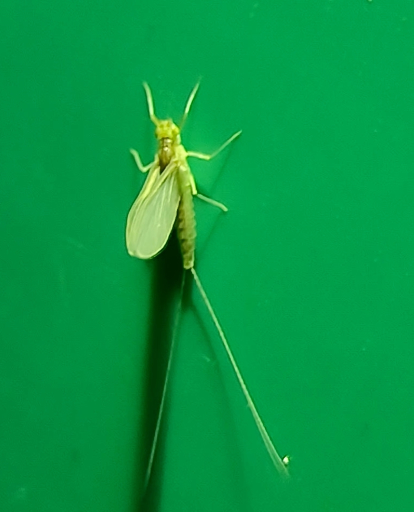 Mayflies from Assam 788727, India on February 13, 2024 at 09:33 PM by ...