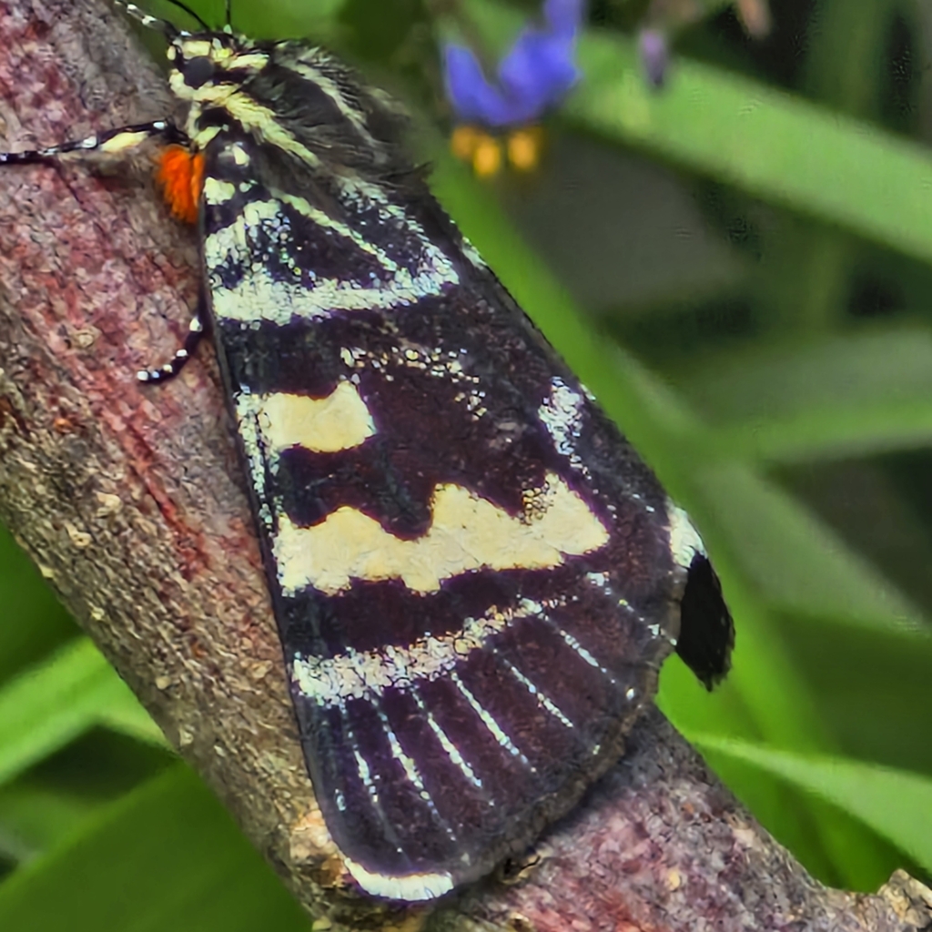 Australian Grapevine Moth from Cranbourne VIC 3977, Australia on ...
