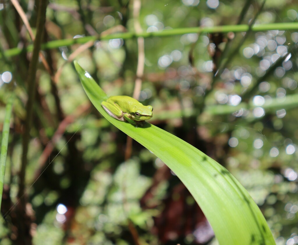 Eastern Dwarf Tree Frog from Pettigrew St, Caboolture QLD 4510 ...