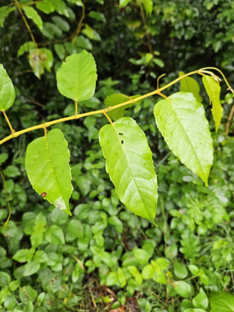 Kangaroo Vine (Apocissus antarctica) - Botanical Realm